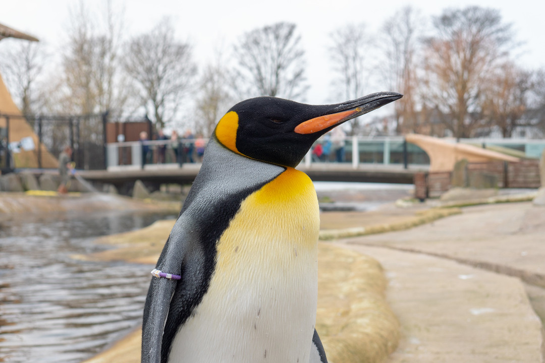 Edinburgh Zoo Student Discount Veruses
